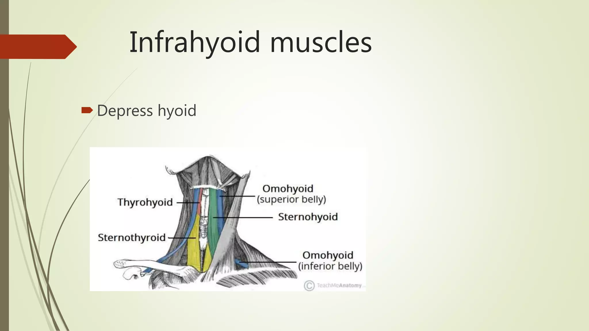 Manual Muscle Testing For Trunk, Neck & Face | PPTX