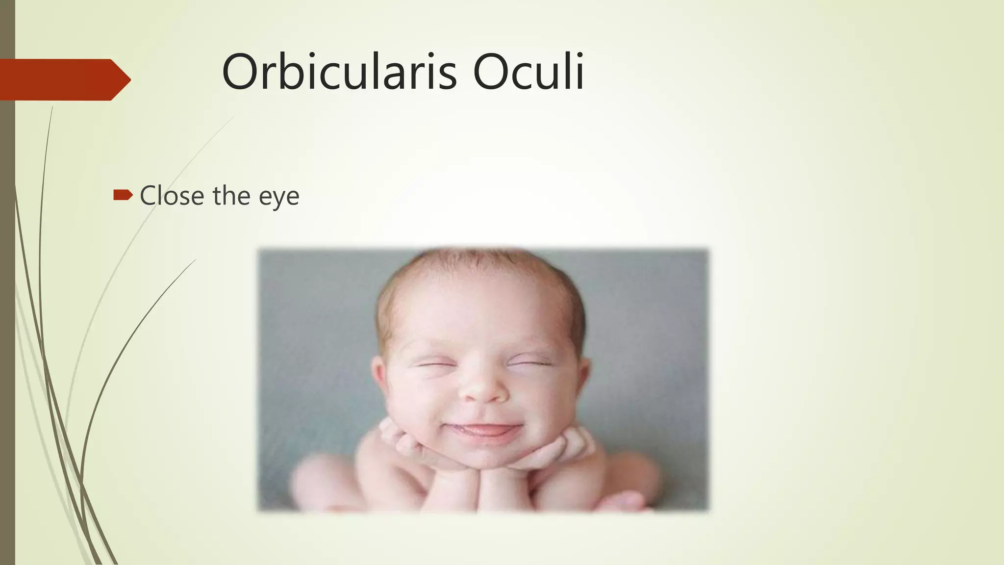 Manual Muscle Testing For Trunk, Neck & Face | PPTX