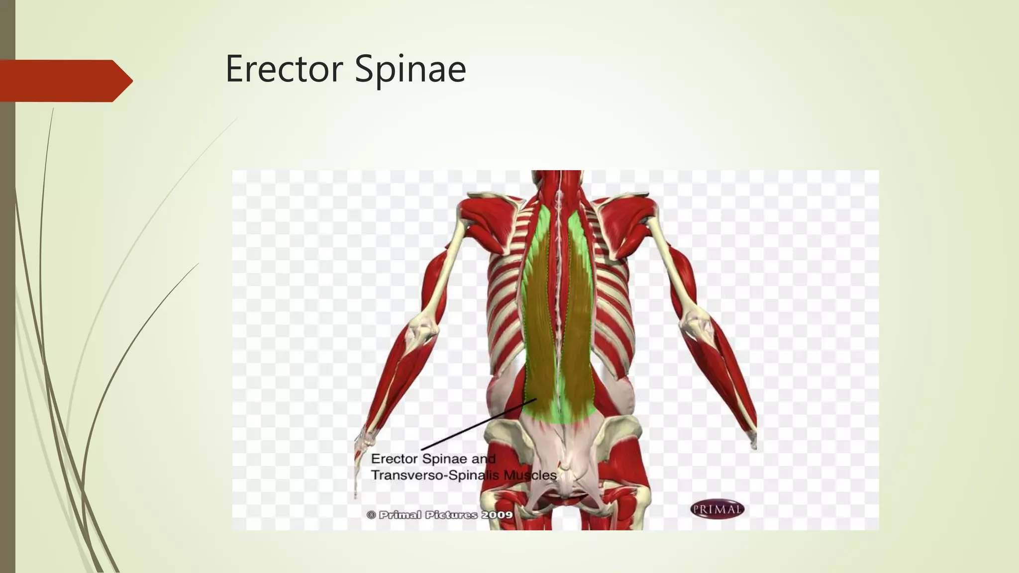 Manual Muscle Testing For Trunk, Neck & Face | PPTX