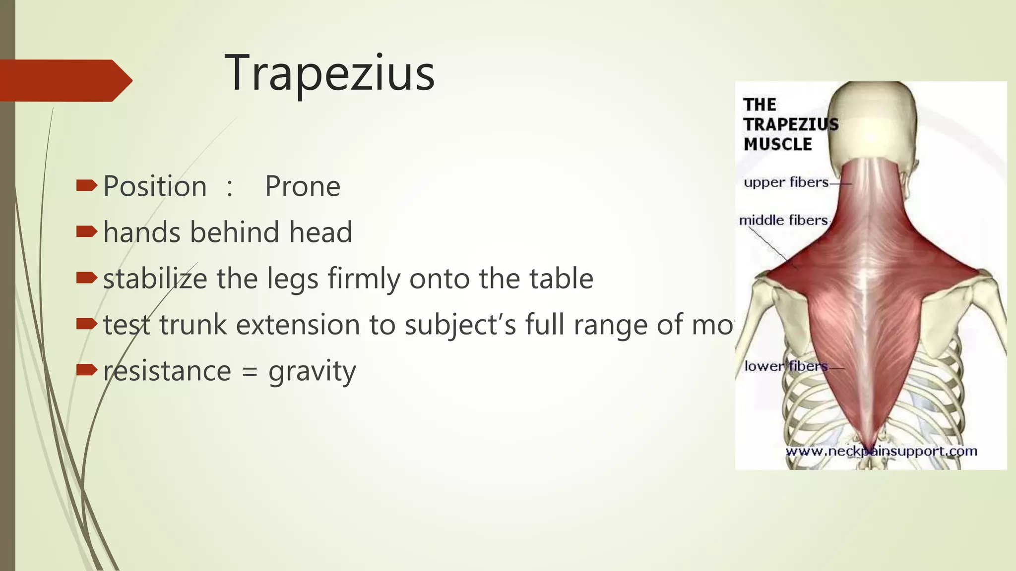 Manual Muscle Testing For Trunk, Neck & Face | PPTX