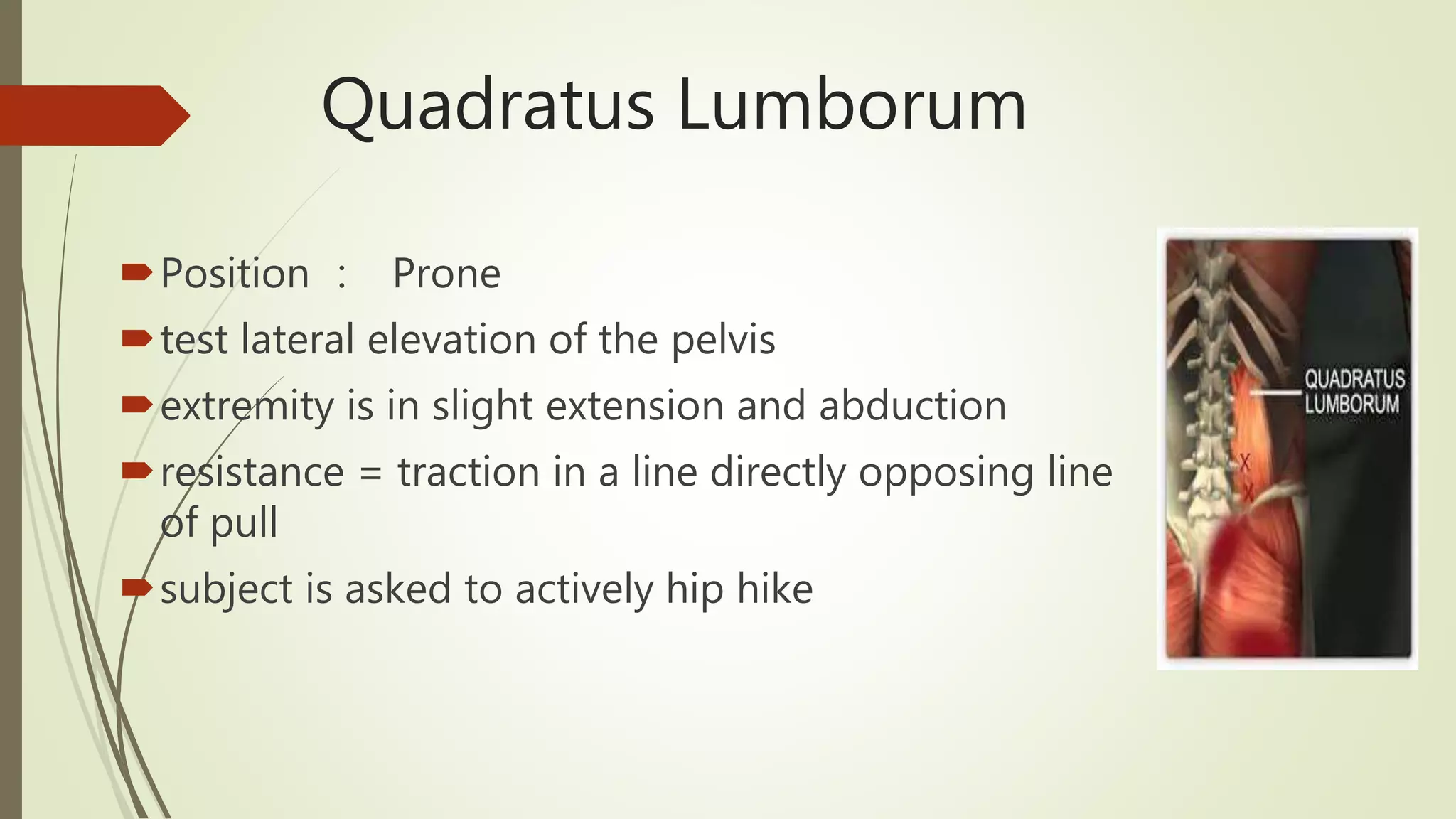 Manual Muscle Testing For Trunk, Neck & Face | PPTX
