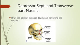 Manual Muscle Testing For Trunk, Neck & Face | PPTX