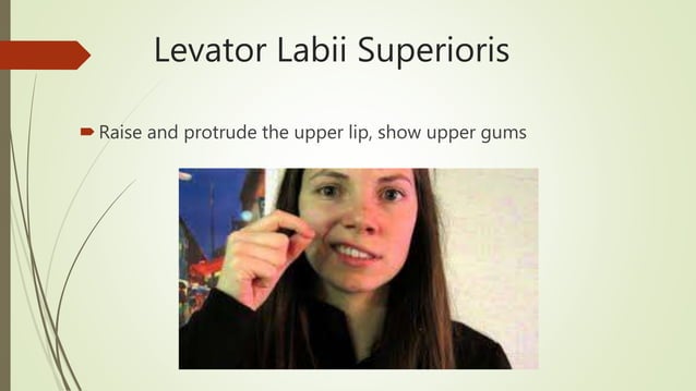 Manual Muscle Testing For Trunk, Neck & Face | PPTX