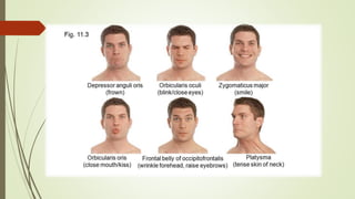 Manual Muscle Testing For Trunk, Neck & Face | PPTX