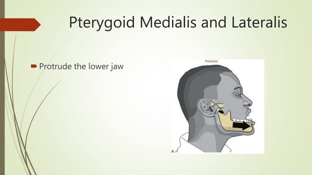 Manual Muscle Testing For Trunk, Neck & Face | PPTX