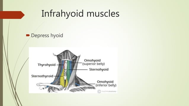 Manual Muscle Testing For Trunk, Neck & Face | PPTX