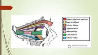 Manual Muscle Testing For Trunk, Neck & Face | PPTX