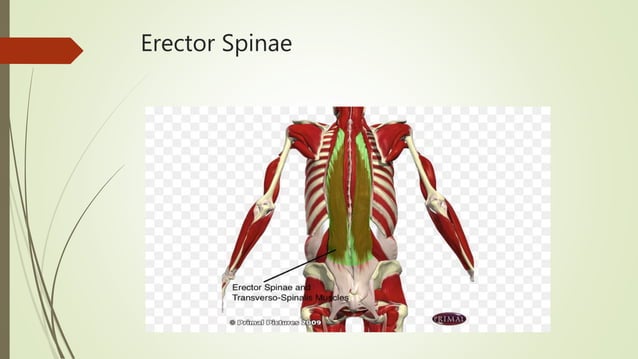 Manual Muscle Testing For Trunk, Neck & Face | PPTX