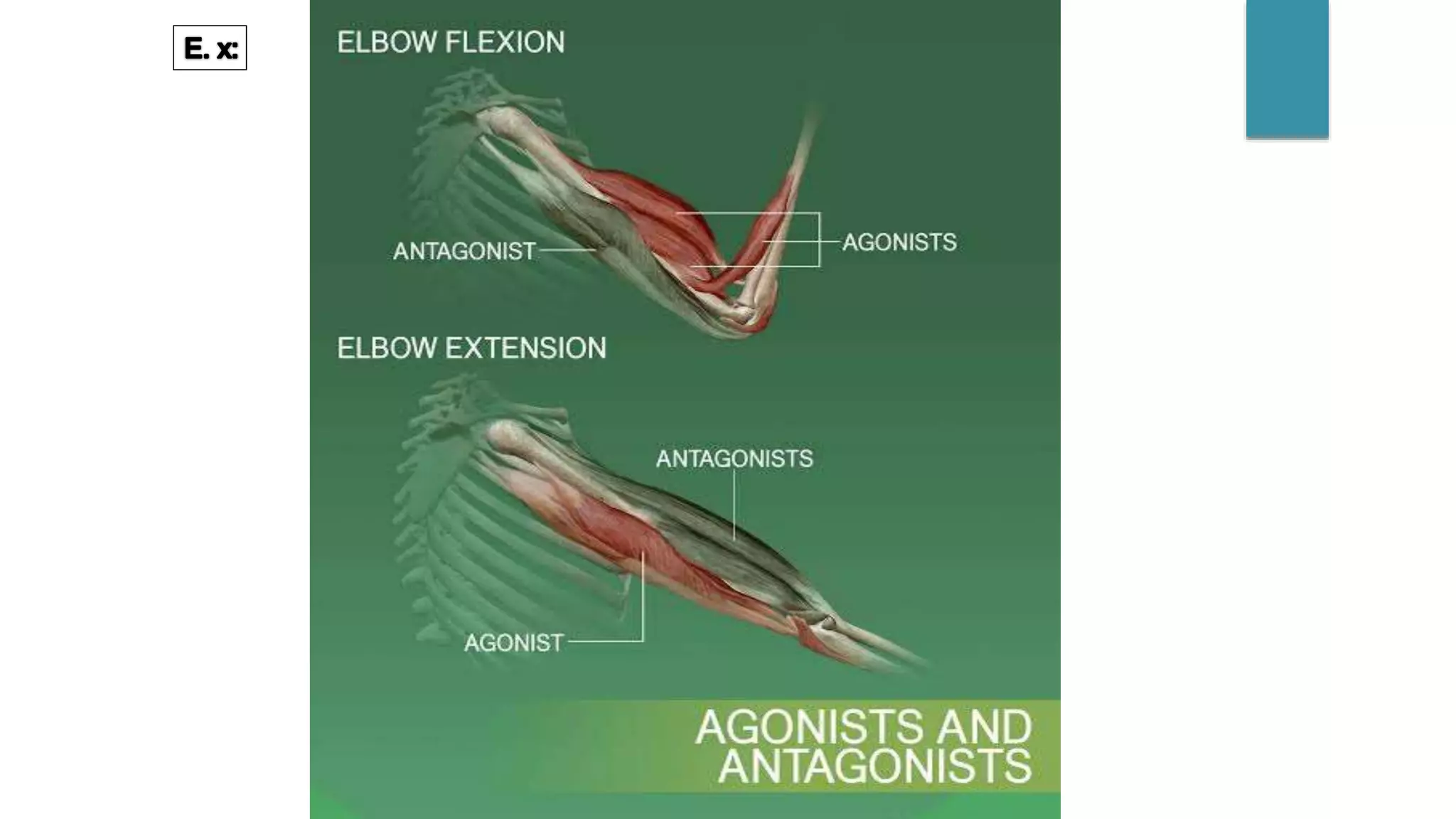 Manual muscle test (MMT) | PPTX