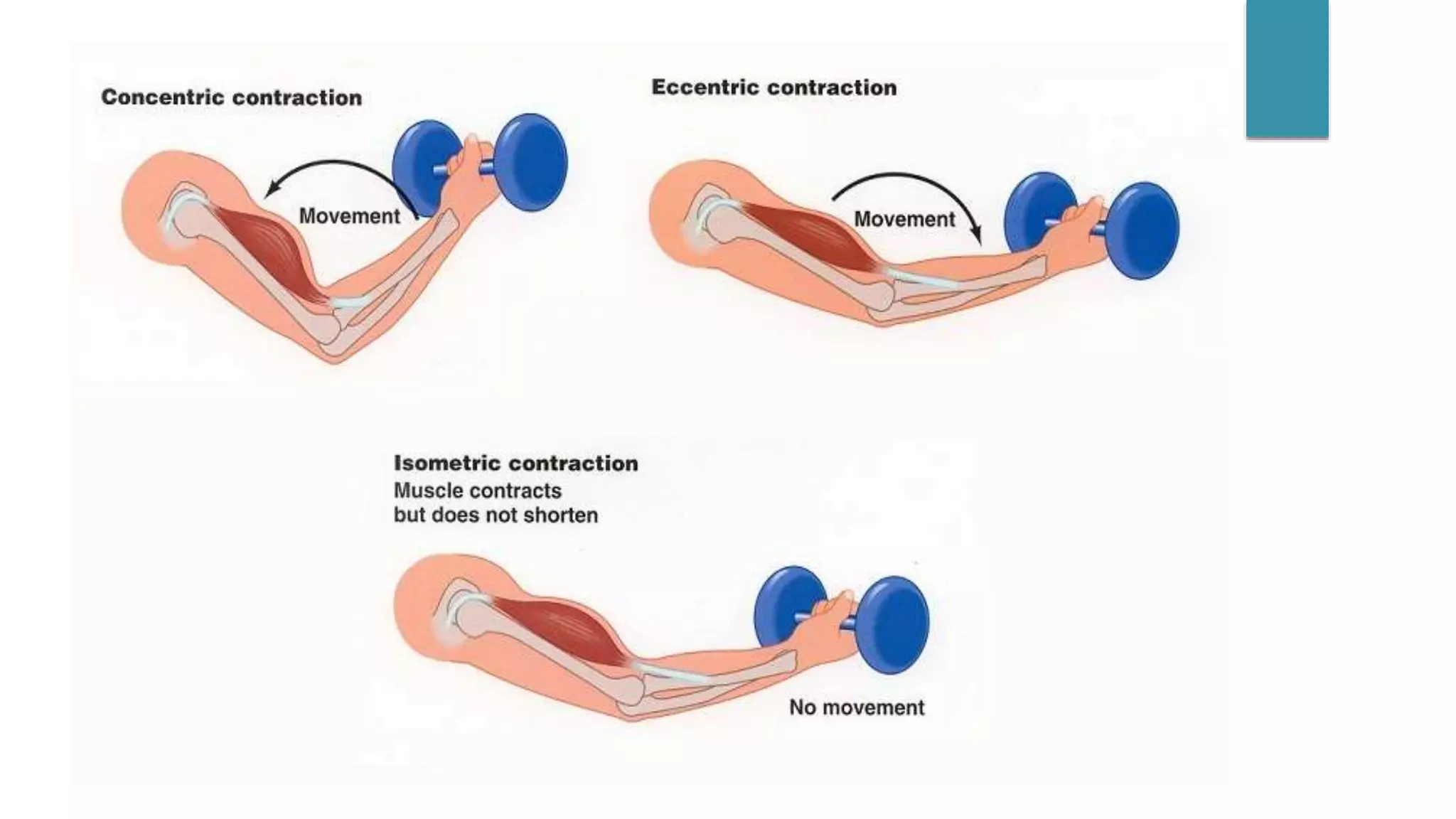 Manual muscle test (MMT) | PPTX