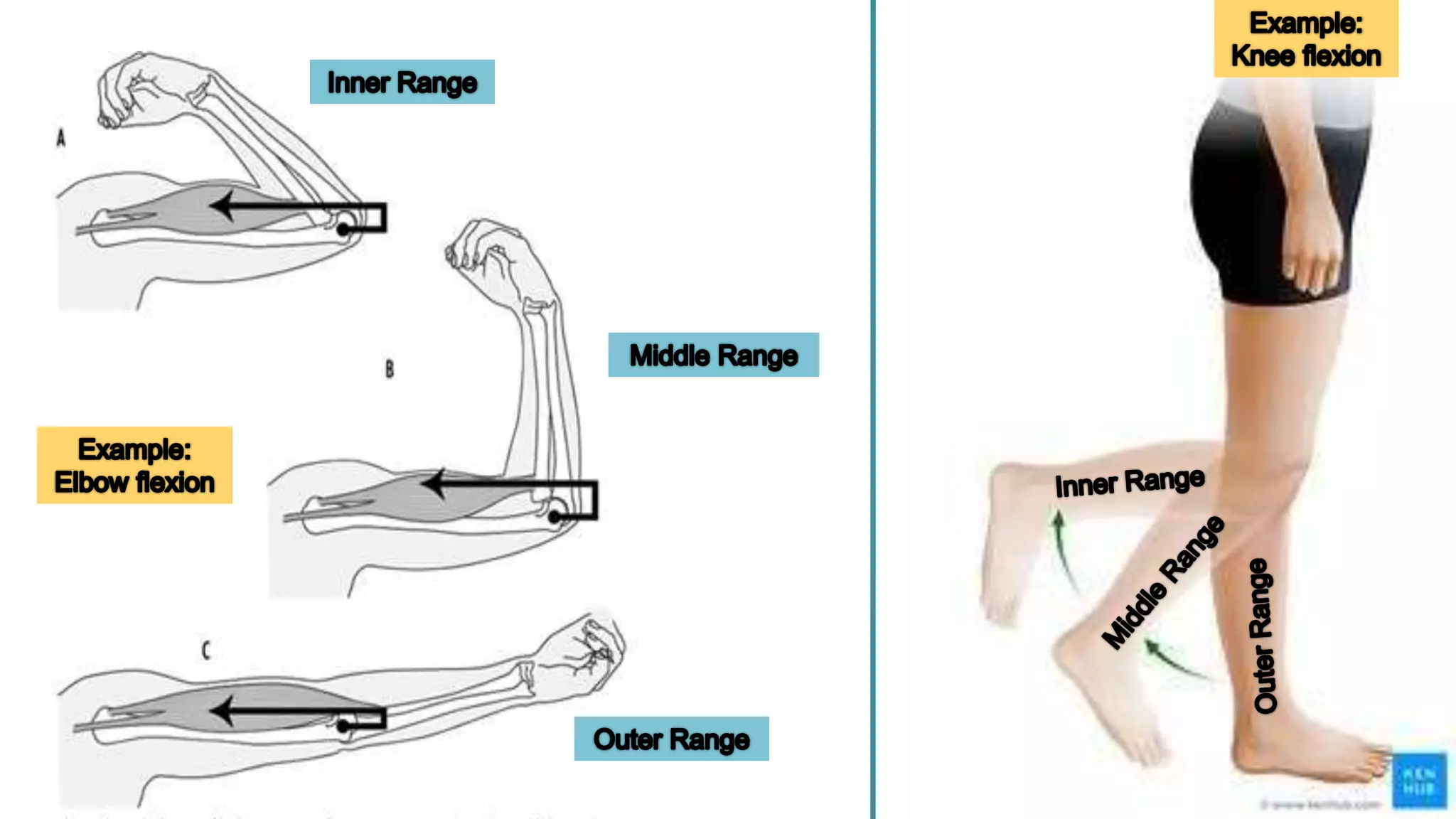 Manual muscle test (MMT) | PPTX