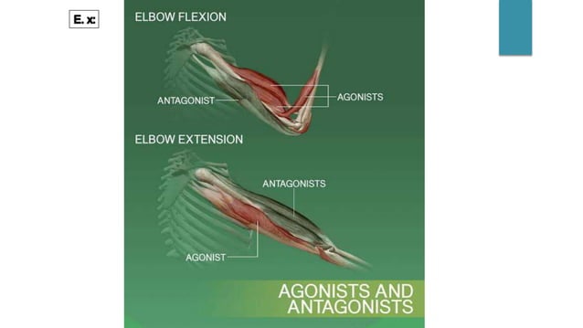 Manual muscle test (MMT) | PPTX