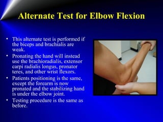 Manualmusletesting 211 240 | PPT