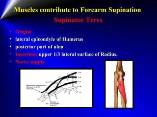 Manualmusletesting 211 240 | PPT