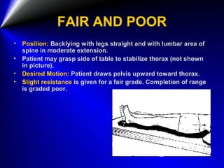 Manualmusletesting 391 420 | PPT