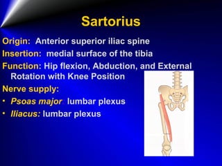 Manualmusletesting 391 420 | PPT