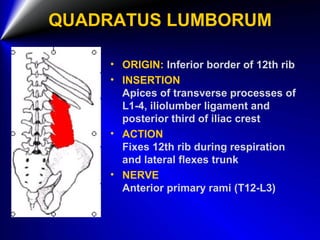 Manualmusletesting 391 420 | PPT