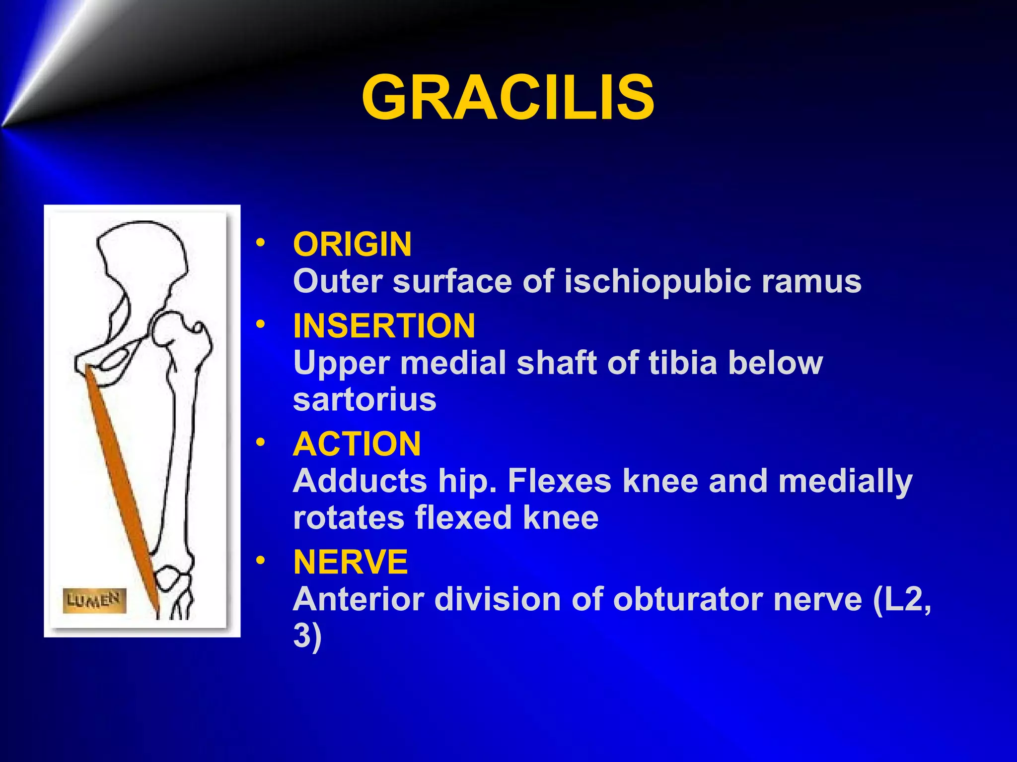 Manualmusletesting 421 450 | PDF