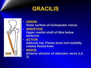 Manualmusletesting 421 450 | PPT