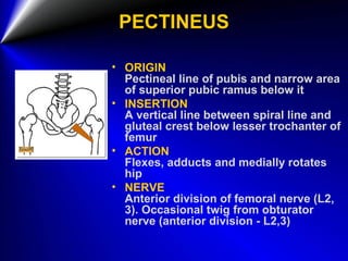 Manualmusletesting 421 450 | PPT