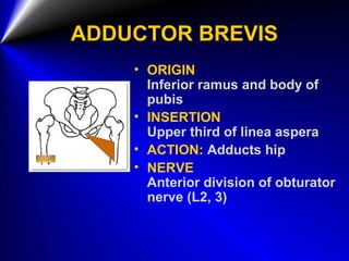 Manualmusletesting 421 450 | PPT