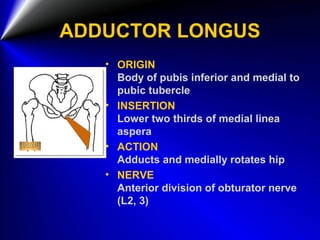 Manualmusletesting 421 450 | PPT