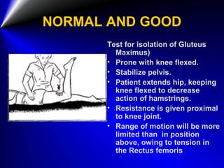 Manualmusletesting 421 450 | PPT