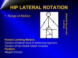 Manualmusletesting 451 487 | PDF