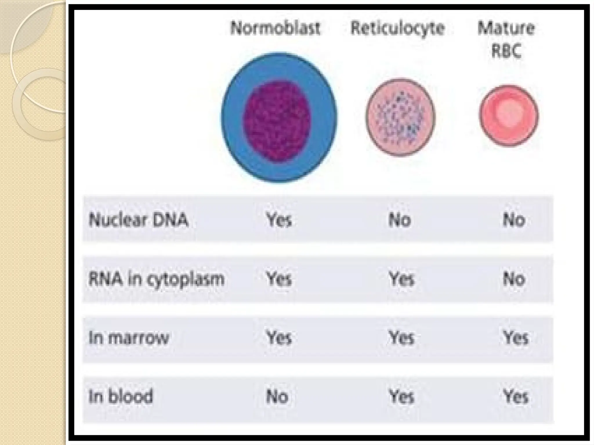 Manual RETICs counting and staining.pptx