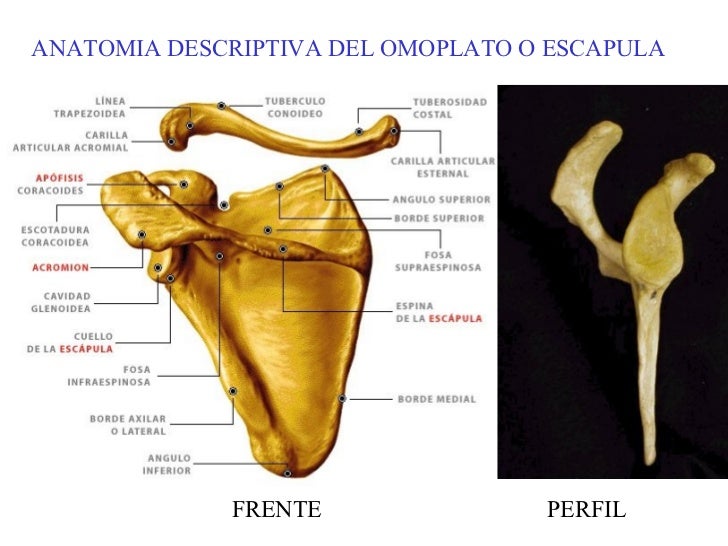 Manualrx06 Miembro Superior