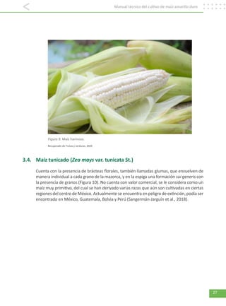 Manual Técnico del Cultivo de Maíz Amarillo Duro (1).pdf