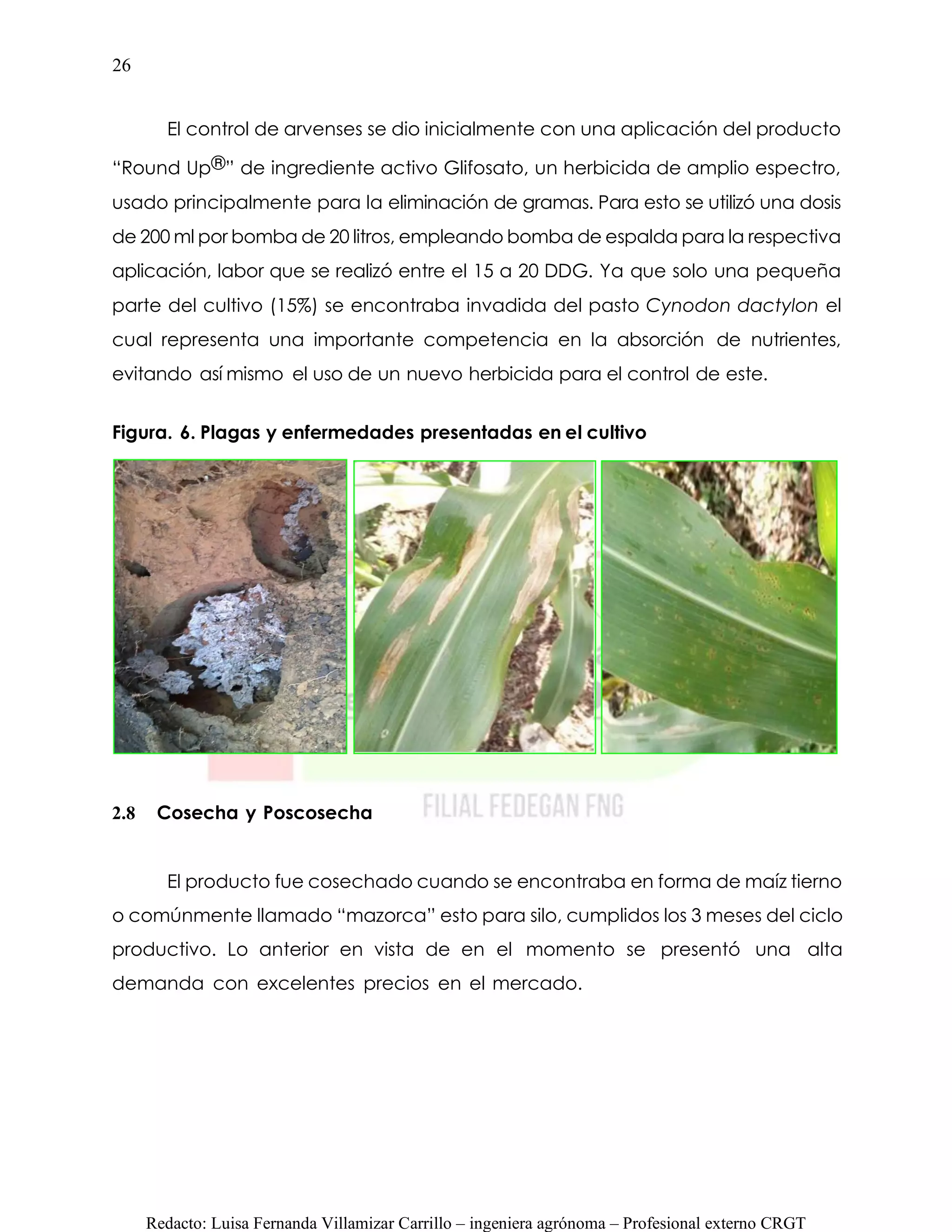 MANUAL TECNICO CULTIVO DE MAIZ ALIANZA CRGT.pdf | Agriculture | Industries