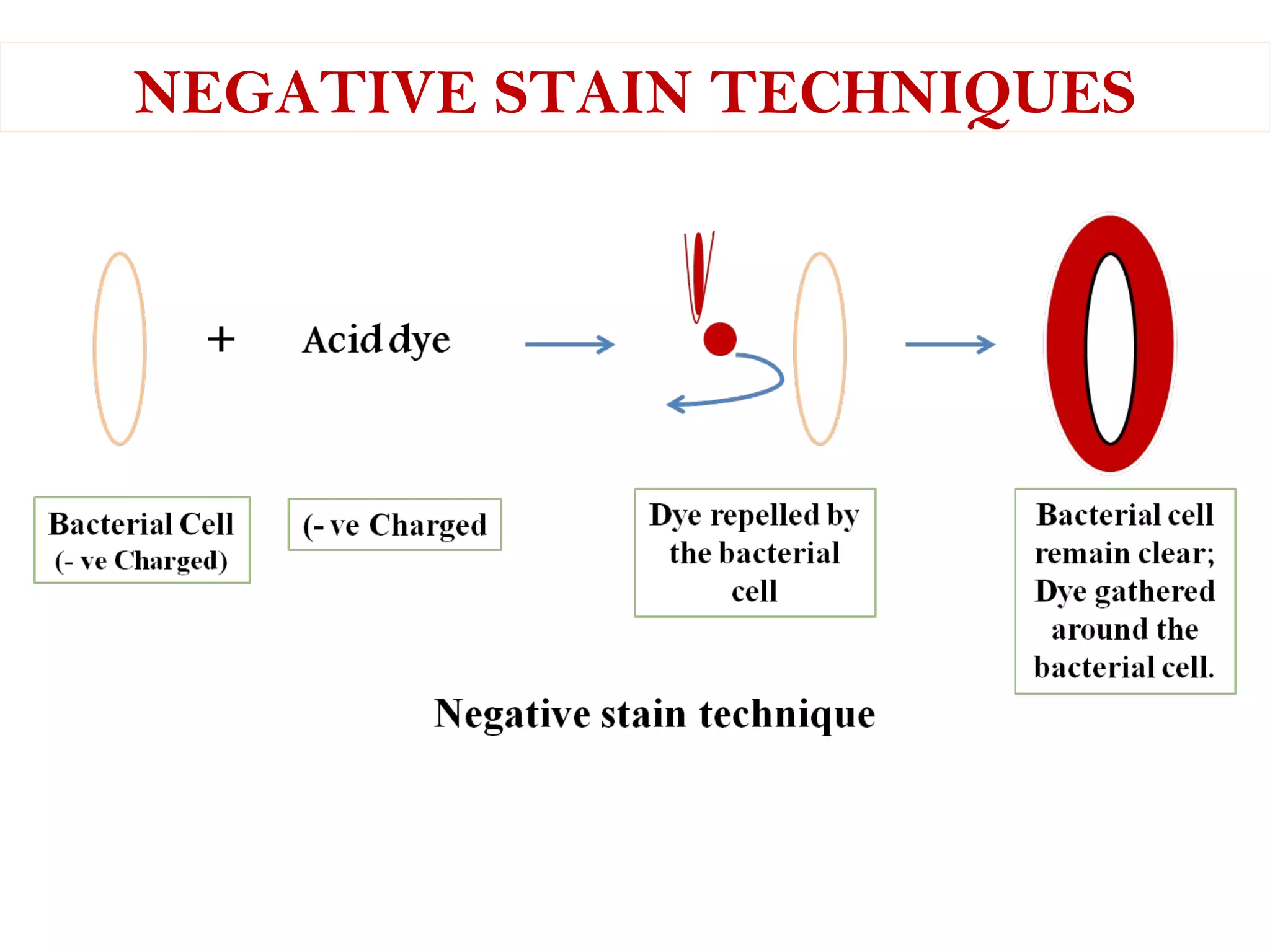 STAINING TECHNIQUES IN MICROBIOLOGY & CELL BIOLOGY | PPT