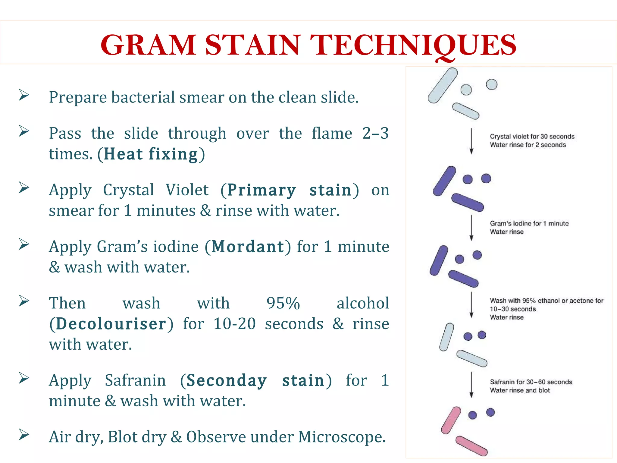 STAINING TECHNIQUES IN MICROBIOLOGY & CELL BIOLOGY | PPT