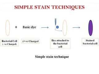 STAINING TECHNIQUES IN MICROBIOLOGY & CELL BIOLOGY | PPT