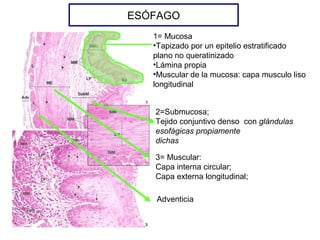 HISTOLOGIA NORMAL SISTEMA DIGESTIVO | PPT