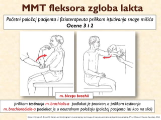 Manuelni misicni test zgloba lakta (art.cubiti), elbow joint | PDF