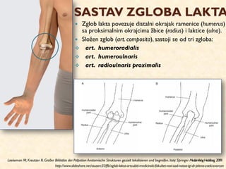 Manuelni misicni test zgloba lakta (art.cubiti), elbow joint | PPT
