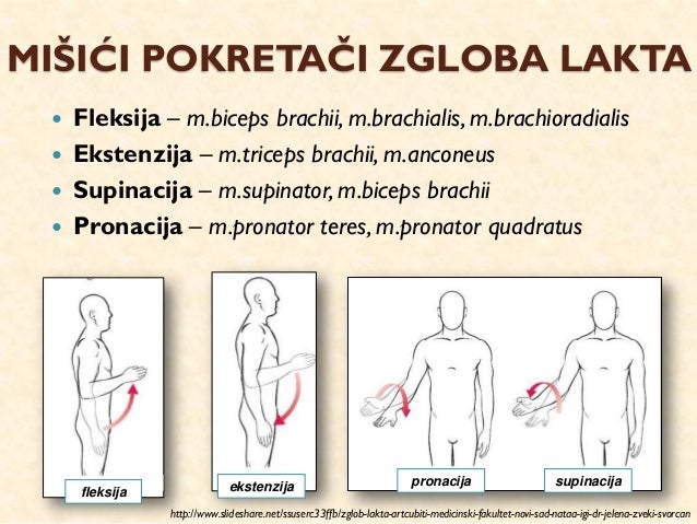 Manuelni misicni test zgloba lakta (art.cubiti), elbow joint