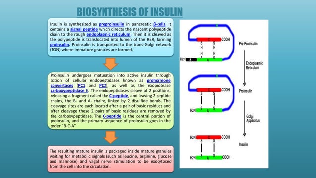 Industrial Manufacturing of Insulin, | PPTX | Endocrine and Metabolic ...
