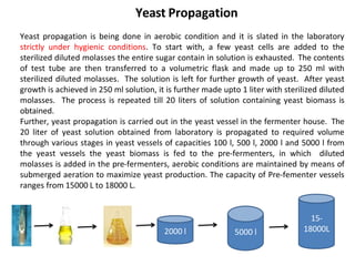 Manufacturing Process of molasses based distillery ppt.pptx
