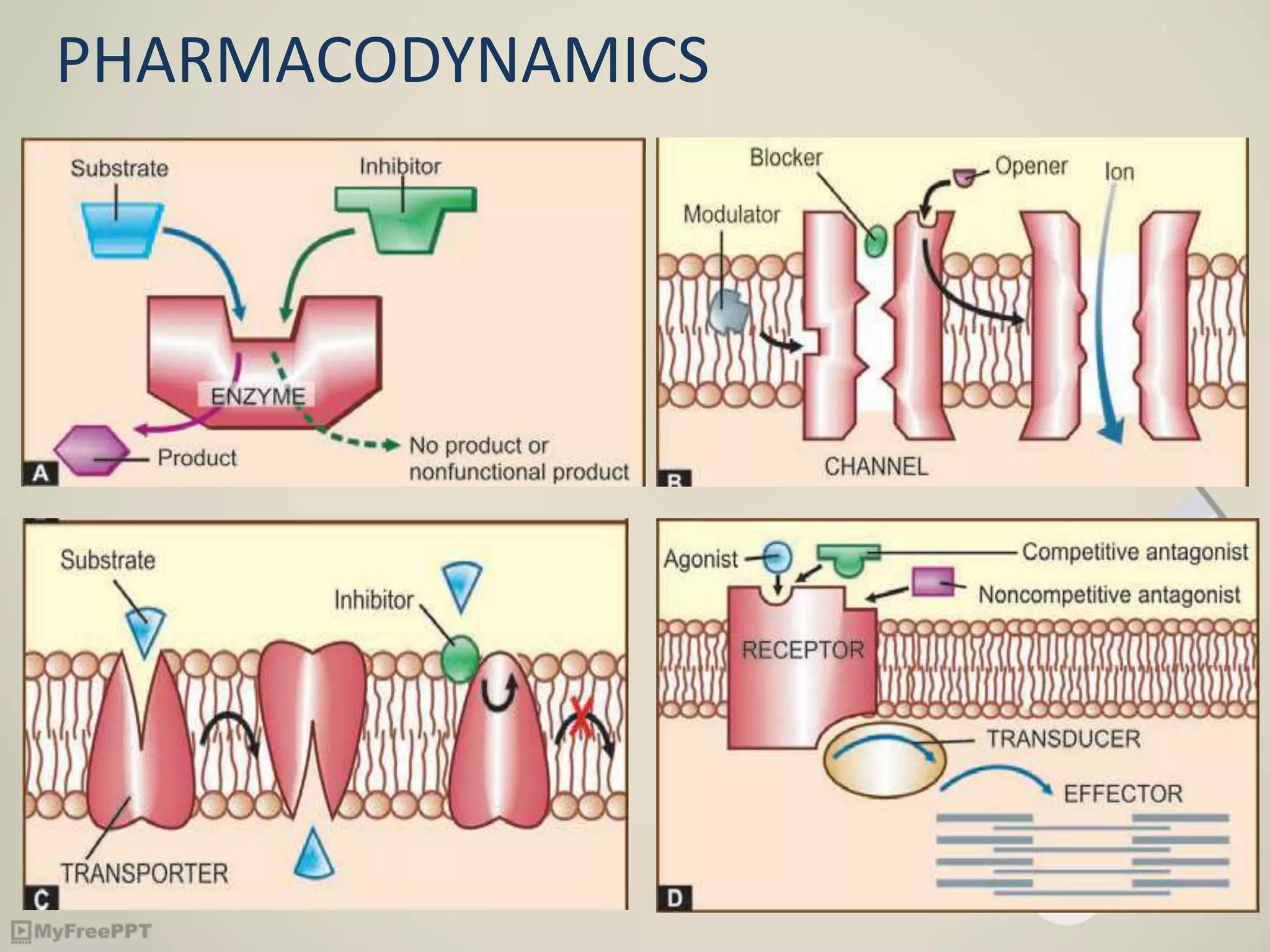 Pharmacokinetics & Pharmacodynamics | PPTX