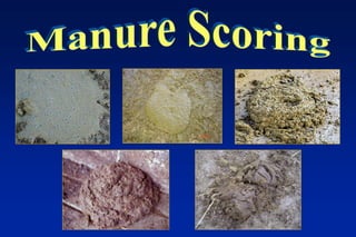 Manure Evaluation: Key To Nutrition And Herd Health.ppt