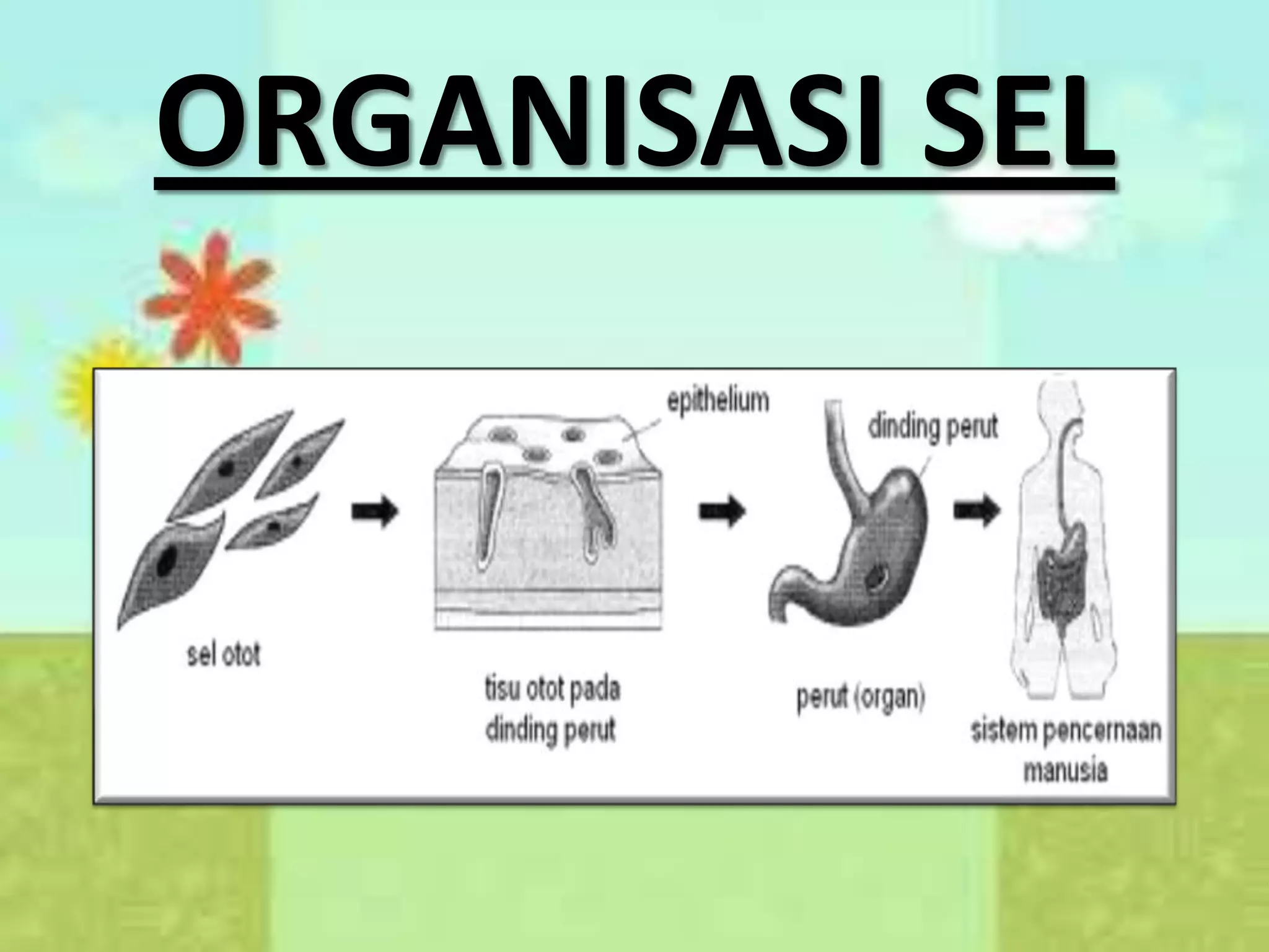 Manusia Adalah Organisma yang Kompleks (Slide PBS) | PPTX