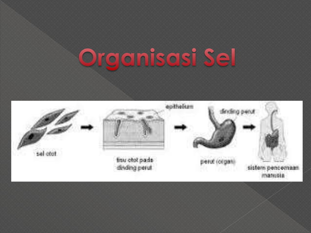 Manusia Merupakan Organisma Yang Kompleks | PPTX