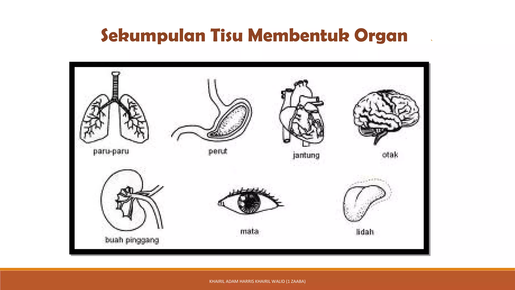 Manusia organisma kompleks ast at 12.30pm