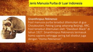 Manusia purba | PPTX