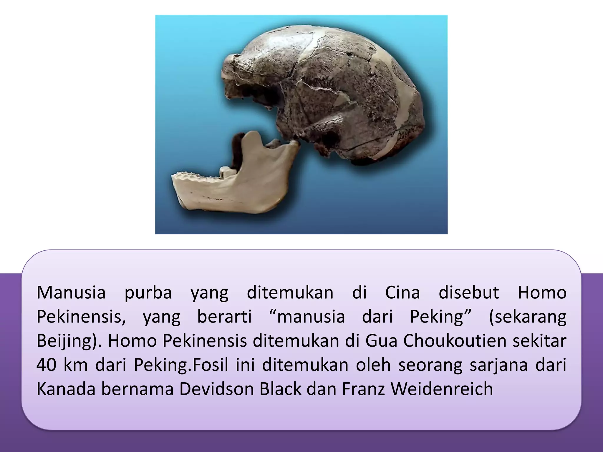 Manusia purba di dunia | PDF