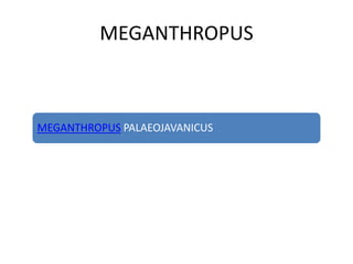 Manusia purba yang ditemukan di indonesia | PPT