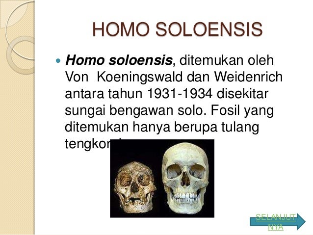 Manusia purba yang ditemukan di indonesia 2